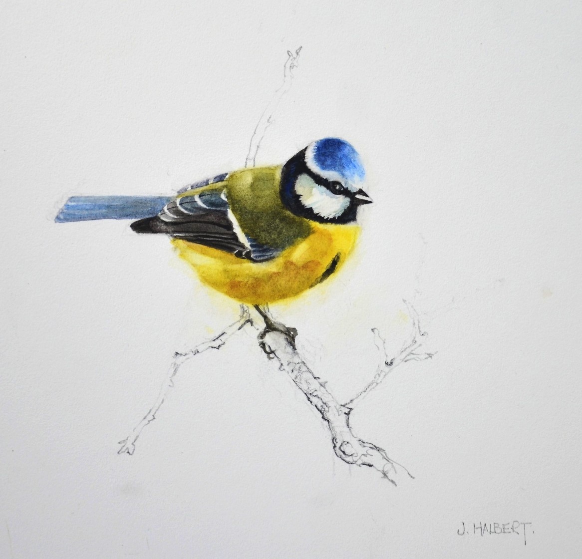 Blue Tit